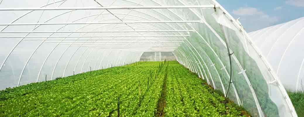 4 Reasons High Tunnels Might Be Right for Your Small Farm | Farm Bureau ...